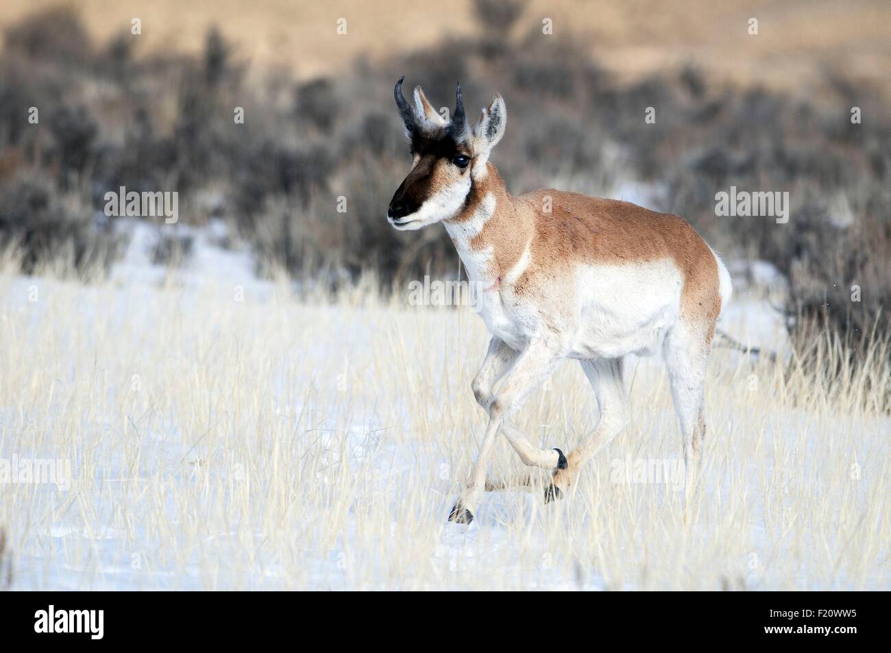 Pronghorn (Antilocapra americana Stock Photo - Alamy