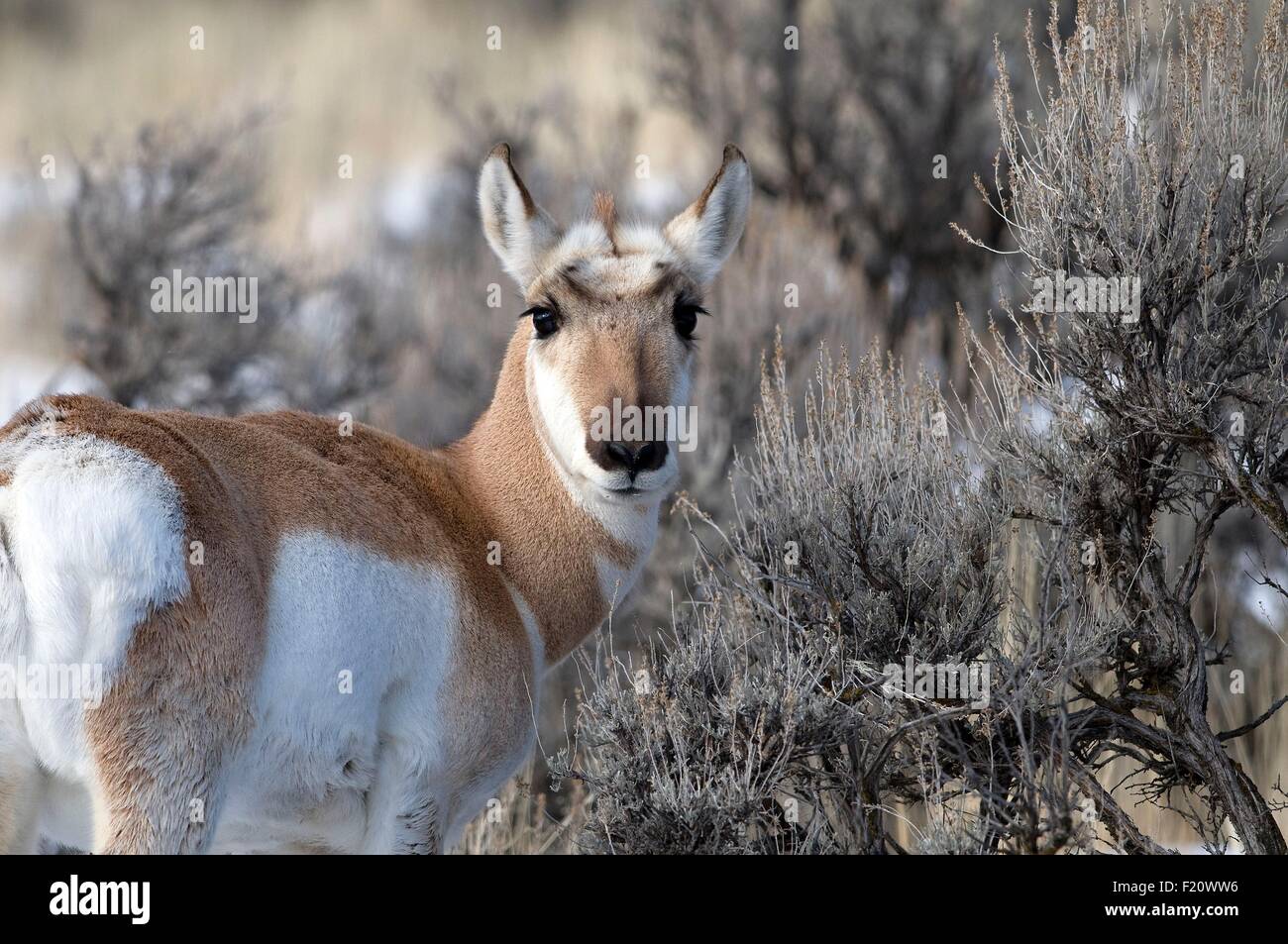 Pronghorn (Antilocapra americana Stock Photo - Alamy