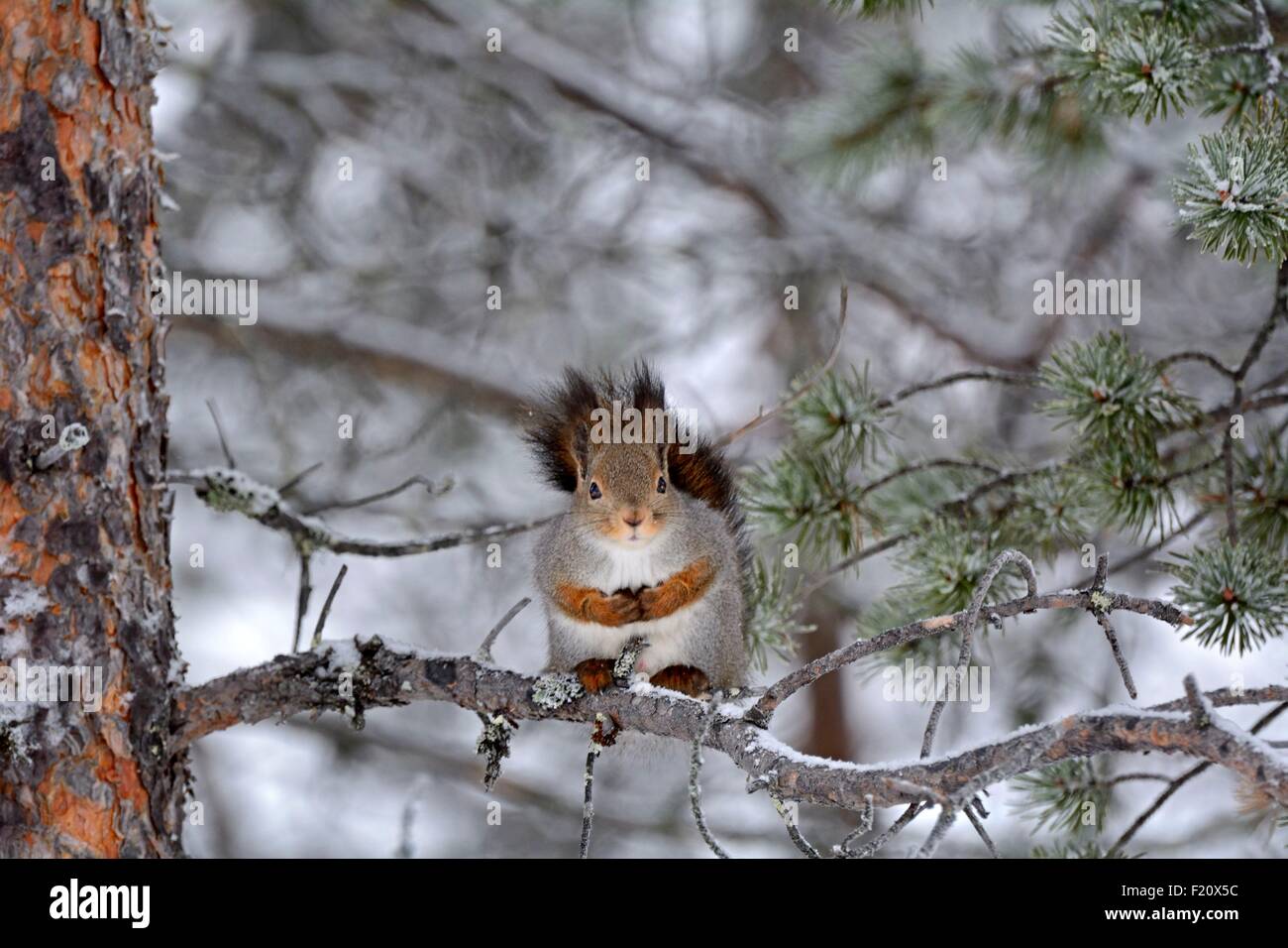Eurasian red squirrels hi-res stock photography and images - Alamy