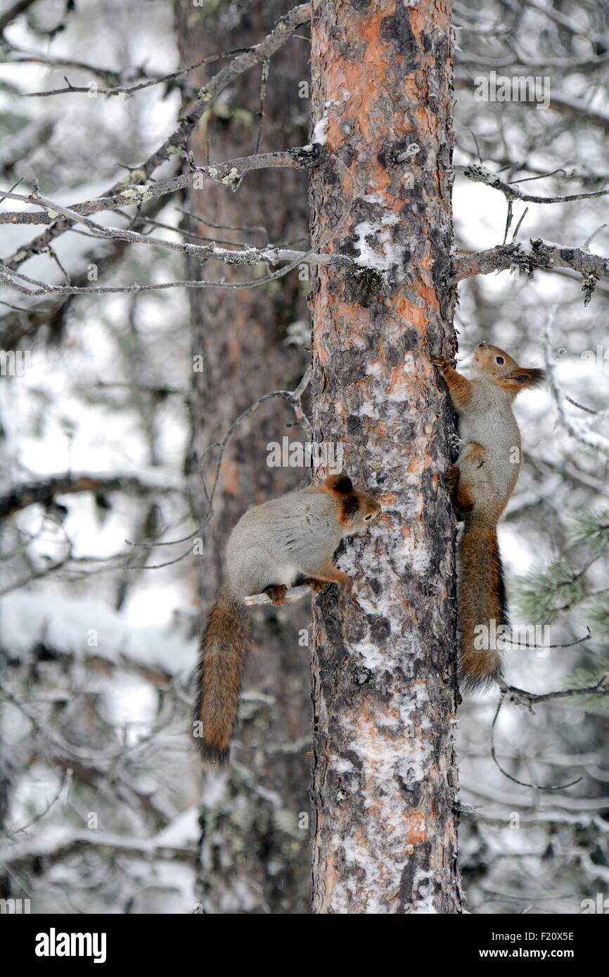 Red squirrels tree hi-res stock photography and images - Alamy