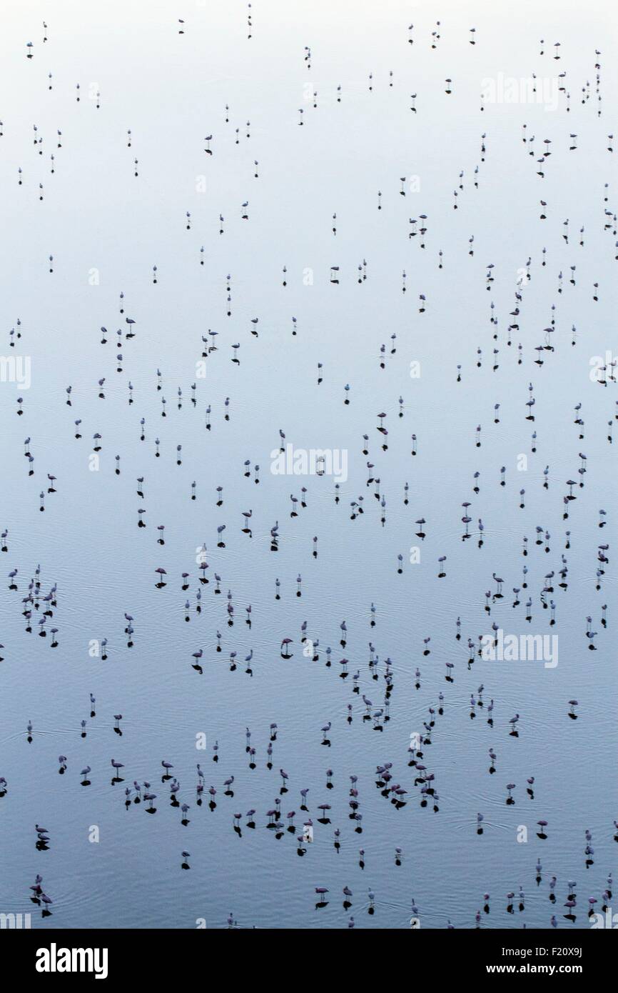 Kenya, Magadi lake, flamant nain, lesser flamingo (Phoeniconaias minor ...