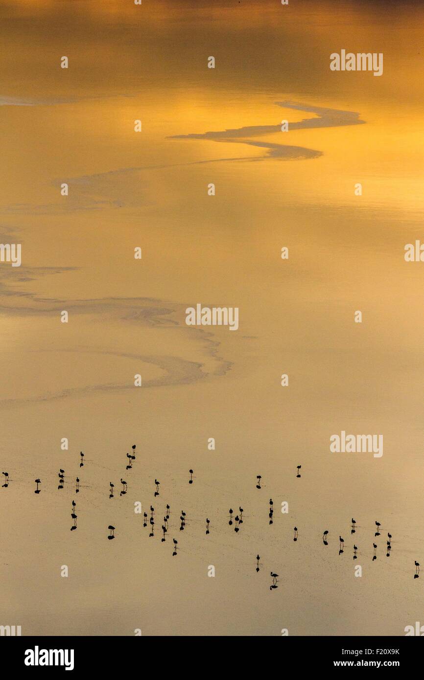 Kenya, Magadi lake, flamant nain, lesser flamingo (Phoeniconaias minor ...