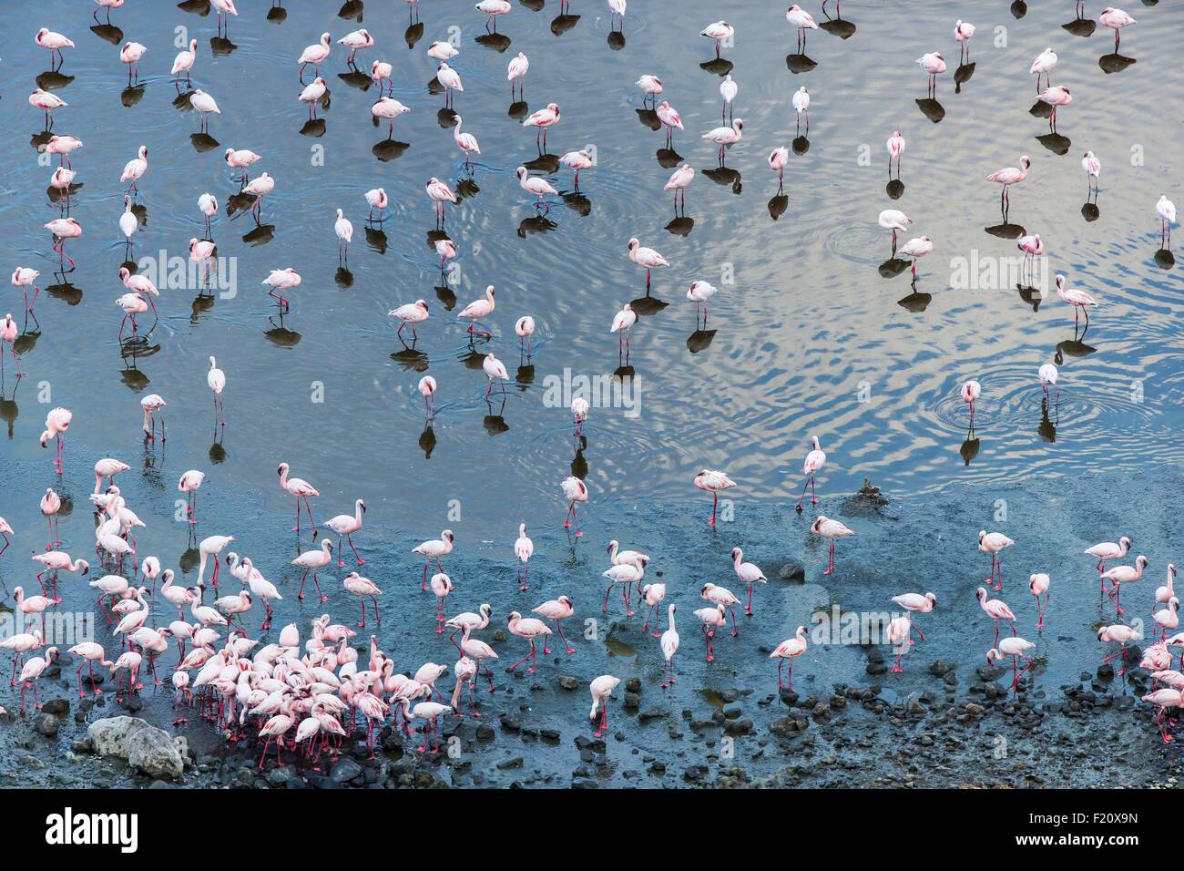 Kenya, Magadi lake, flamant nain, lesser flamingo (Phoeniconaias minor ...