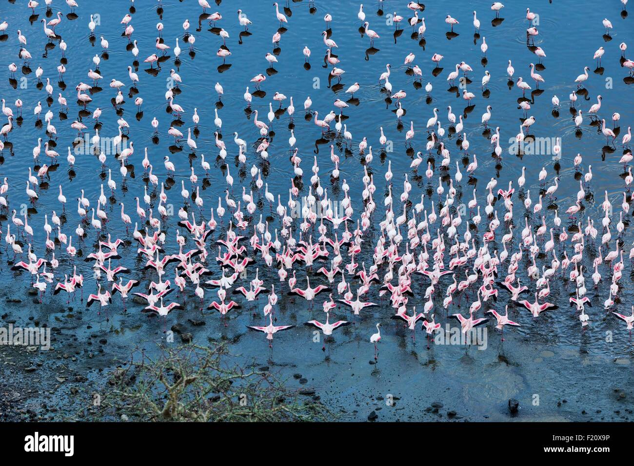 Kenya, Magadi lake, flamant nain, lesser flamingo (Phoeniconaias minor ...