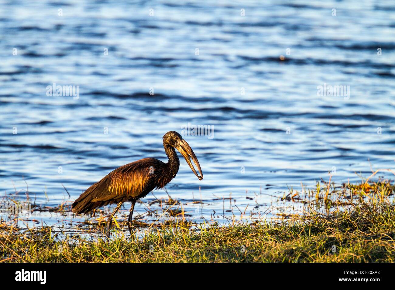Wading birds chobe river botswana hi-res stock photography and images ...