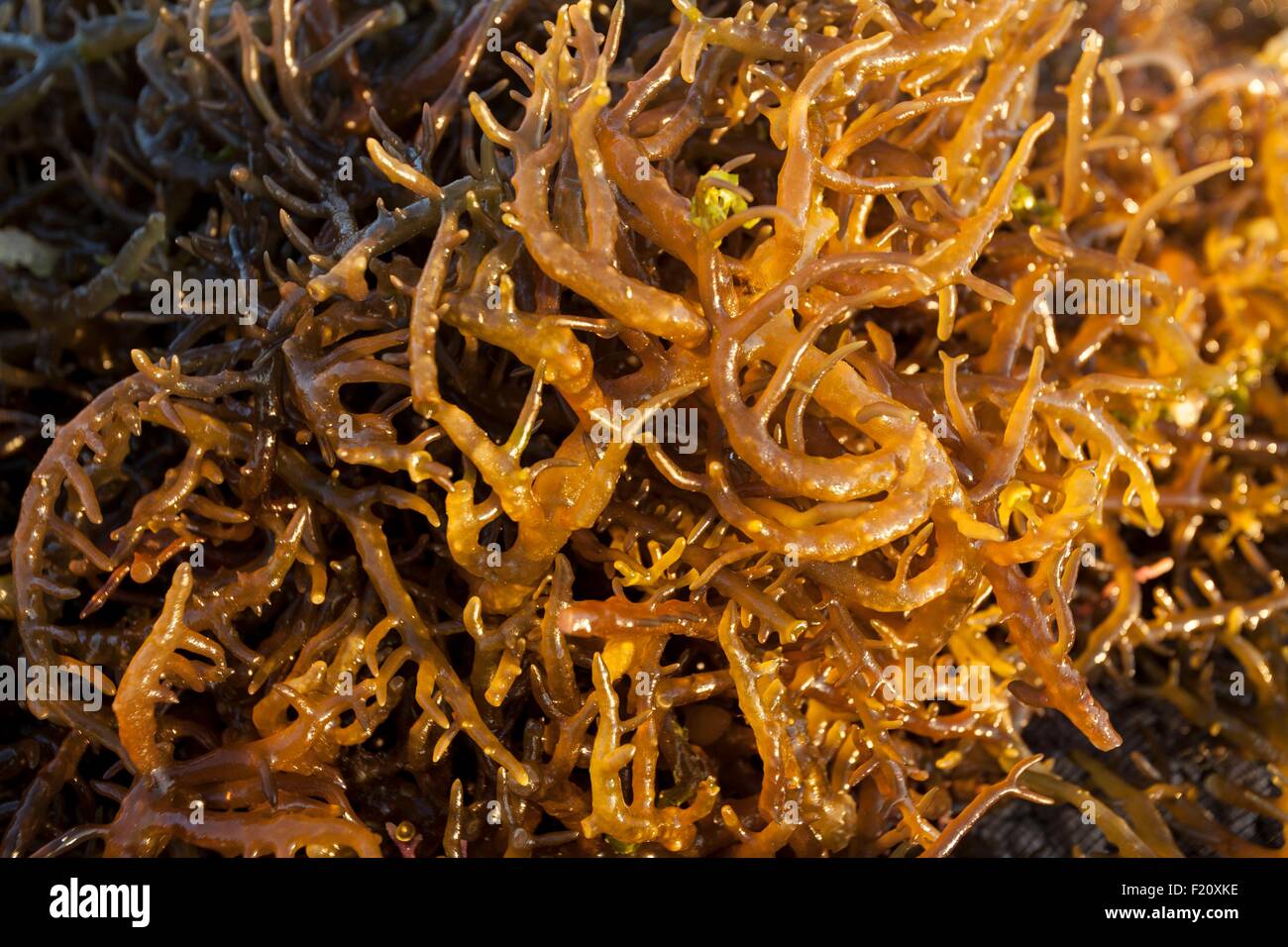 Kappaphycus hi-res stock photography and images - Alamy