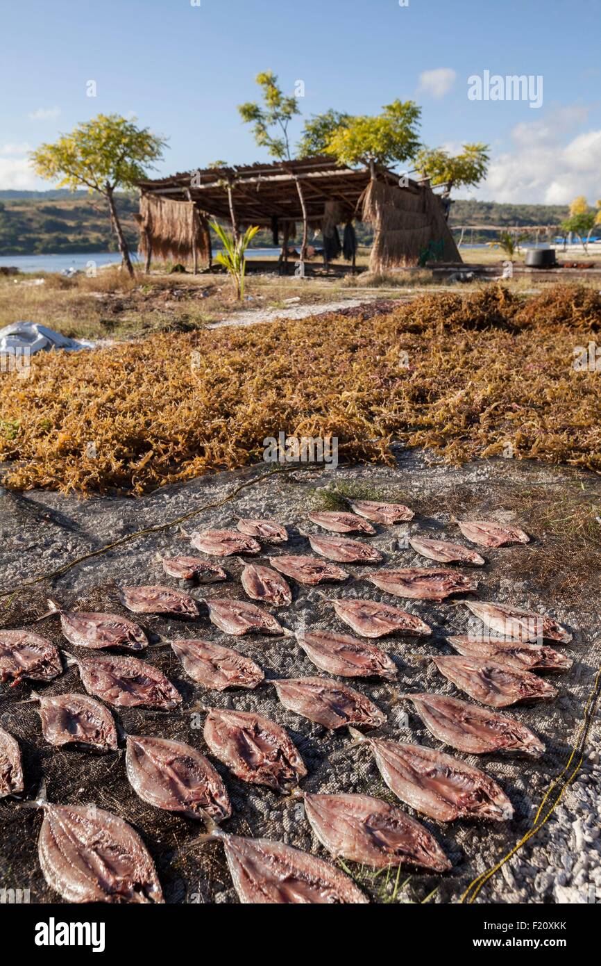 Kappaphycus hi-res stock photography and images - Alamy