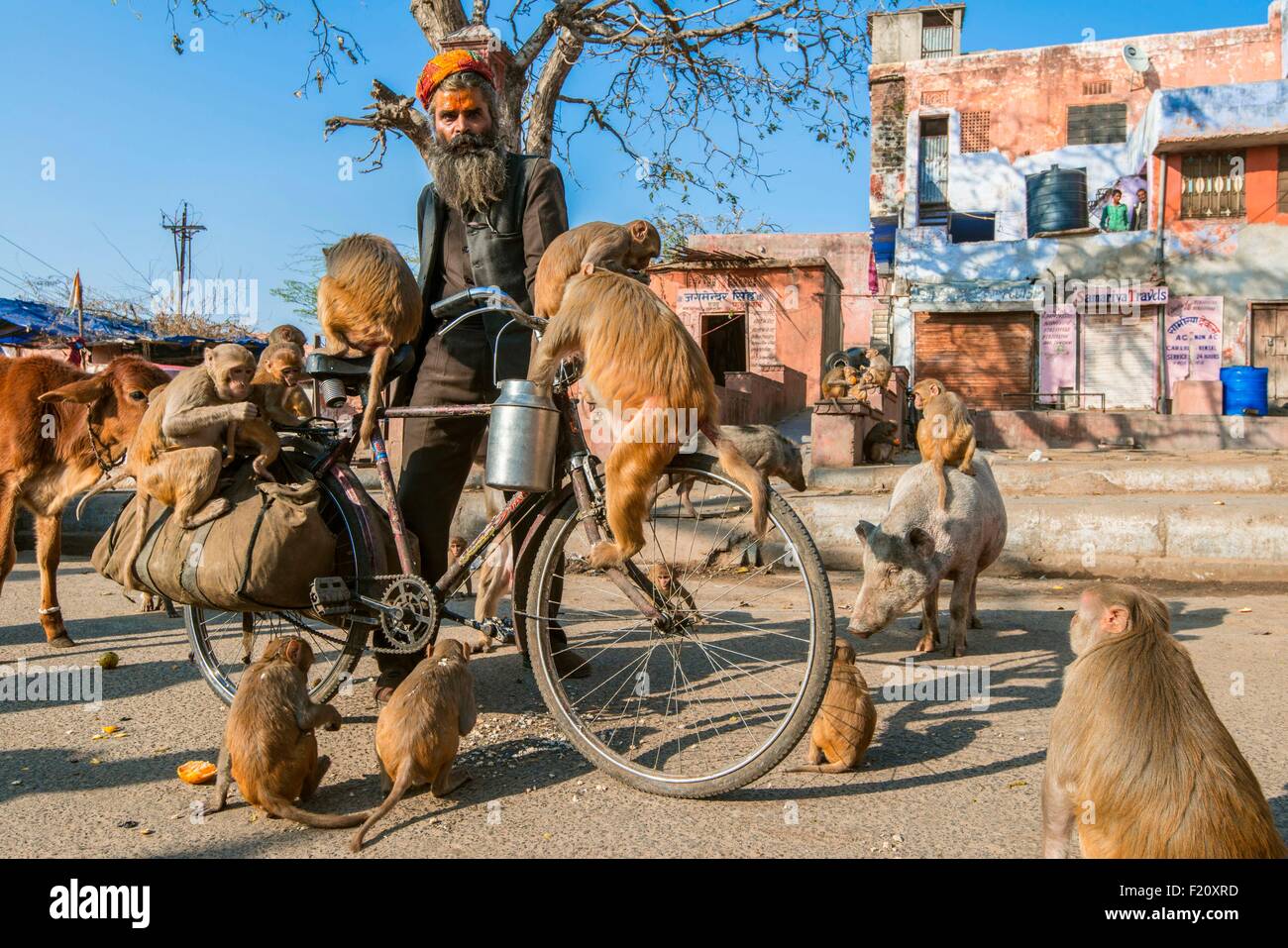 Feeding monkeys group hi-res stock photography and images - Alamy