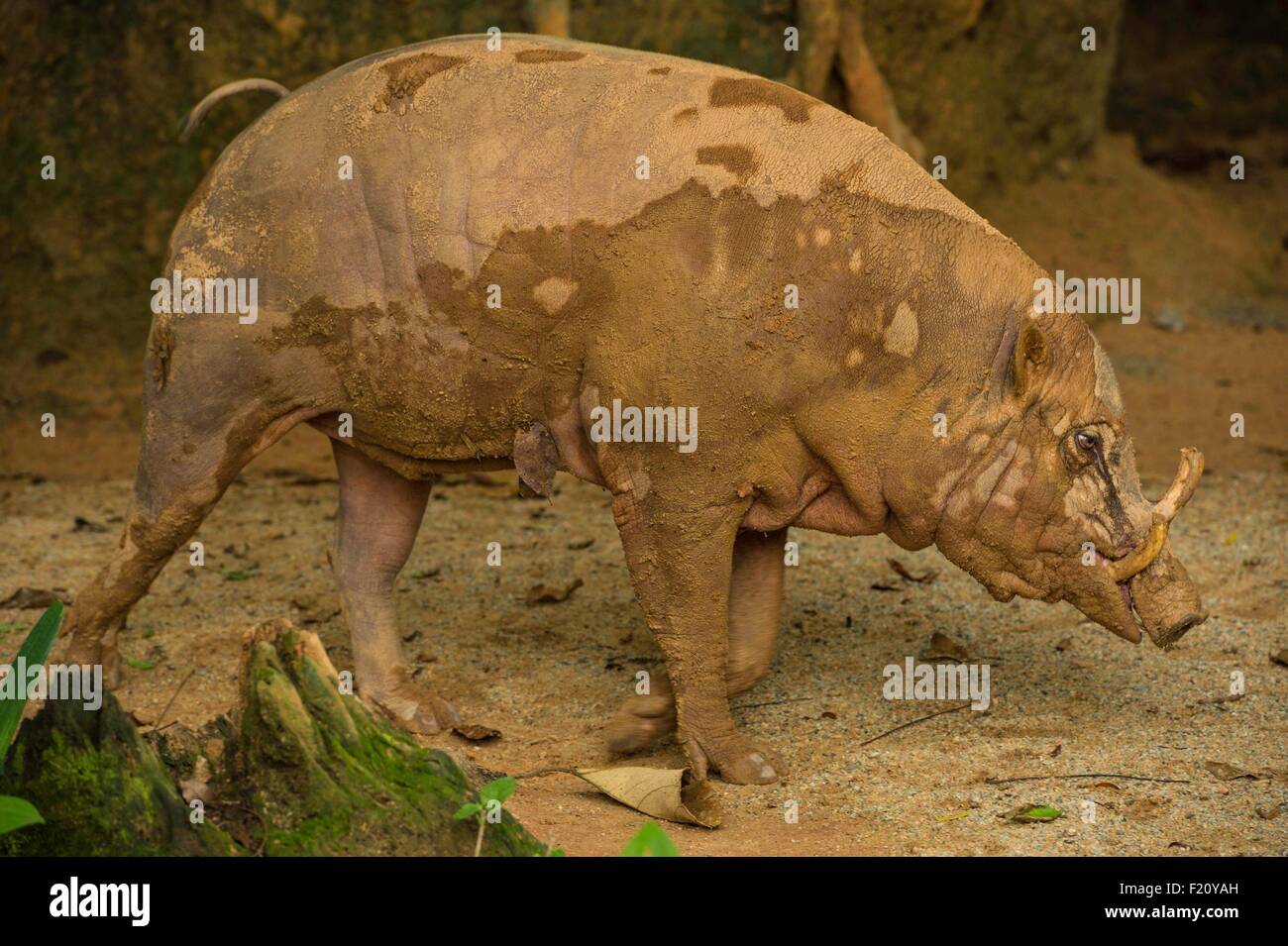 Singapore, Singapore Zoological Gardens, Mandai Zoo, Buru babirusa ...