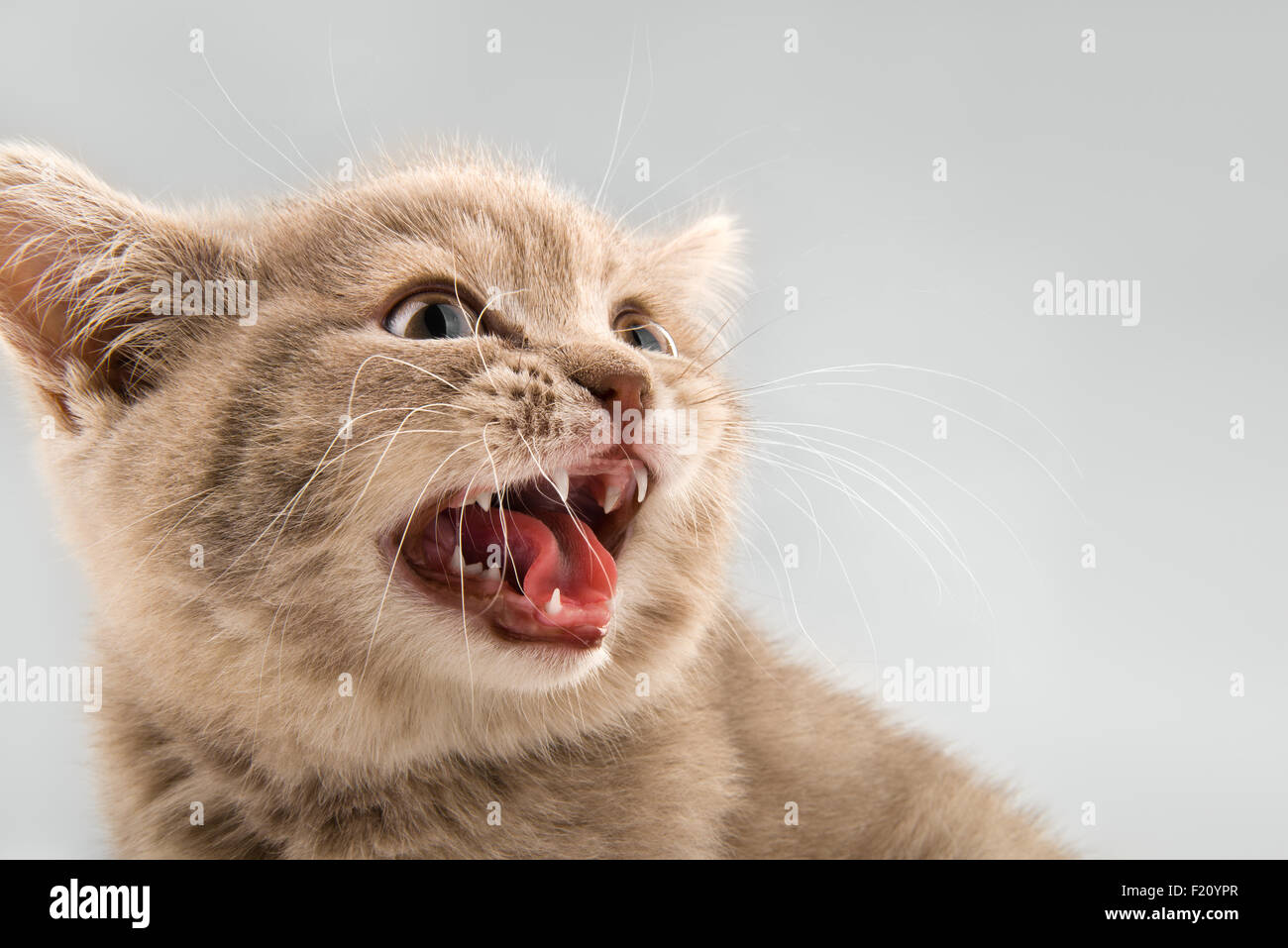 the little kitten mewing , on grey background , closeup muzzle Stock ...