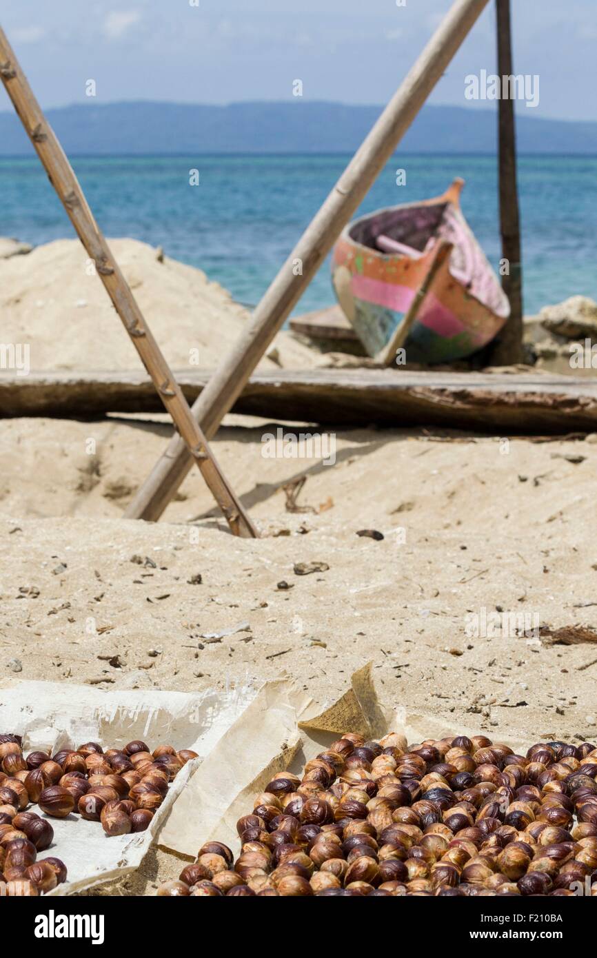 Indonesia, Maluku province, East Seram, Gorom island, nutmeg drying on ...