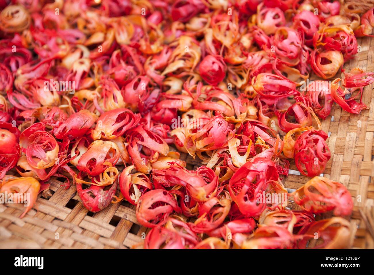Indonesia, Maluku province, East Seram, Gorom island, Mace of nutmeg ...