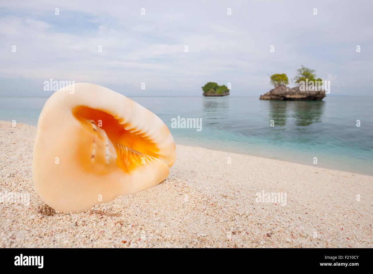 Indonesia, Maluku province, East Seram, Nukus island, Queen helmet ...