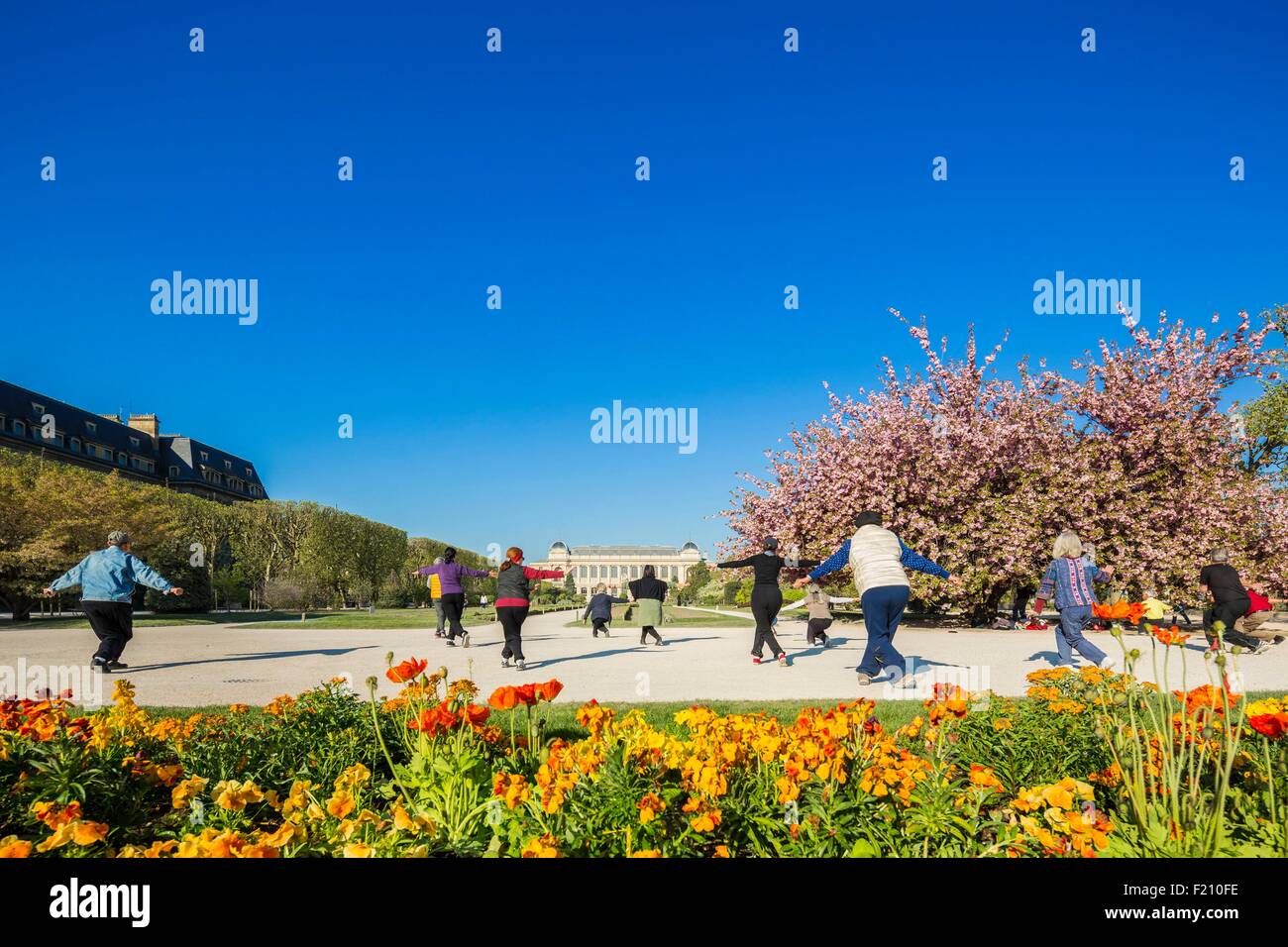 France, Paris, the Plants Garden, prunus blossoms Stock Photo - Alamy
