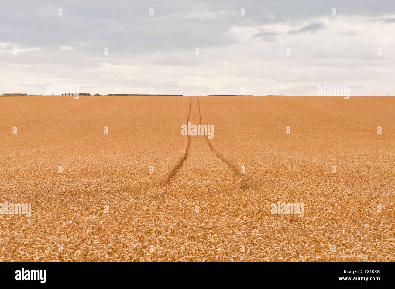 Wheat field in North Norfolk, England GB Stock Photo - Alamy