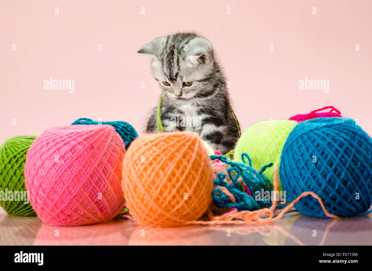 Multi colored kitten hi-res stock photography and images - Alamy