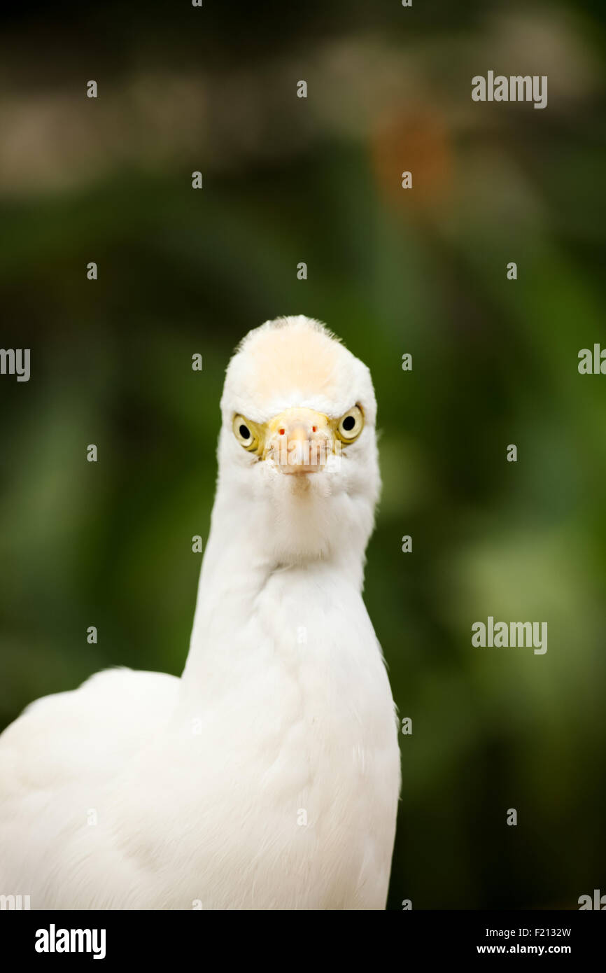 Cattle egret portrait Stock Photo - Alamy