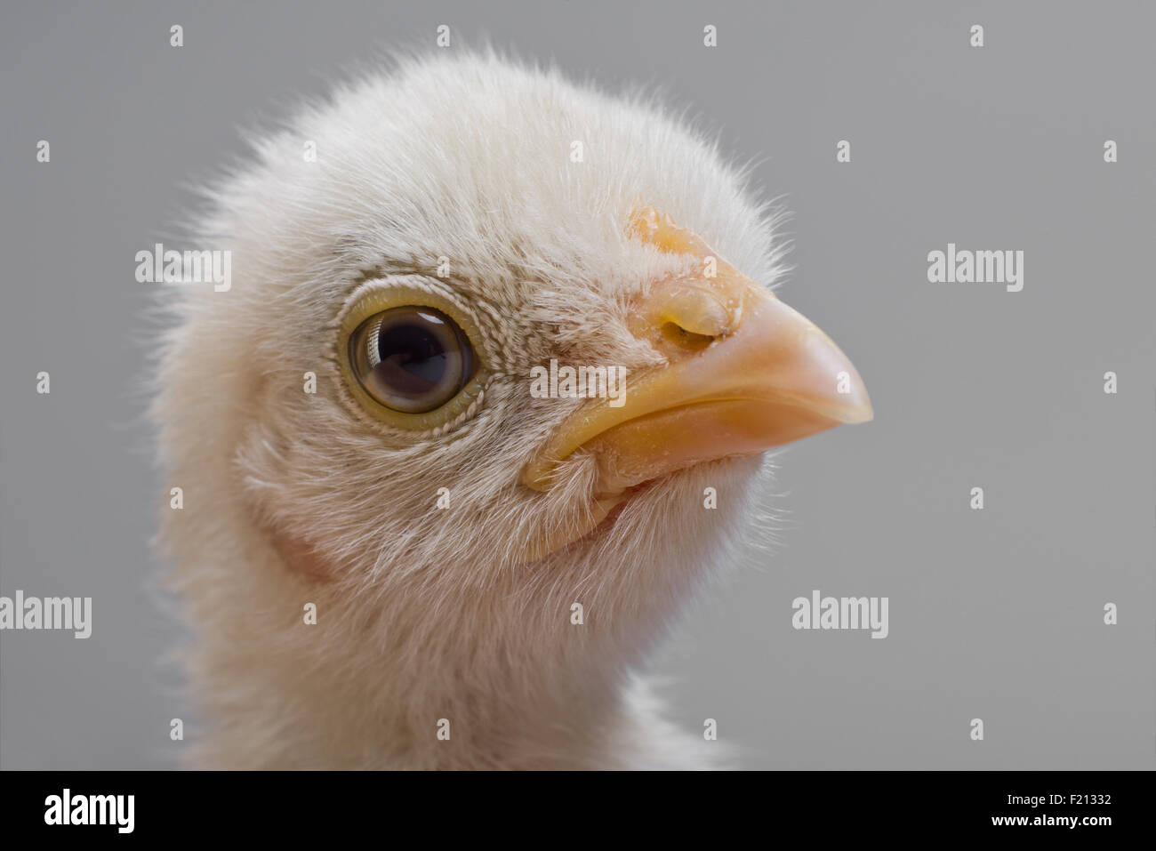 head chick close up, gaze look on camera Stock Photo - Alamy