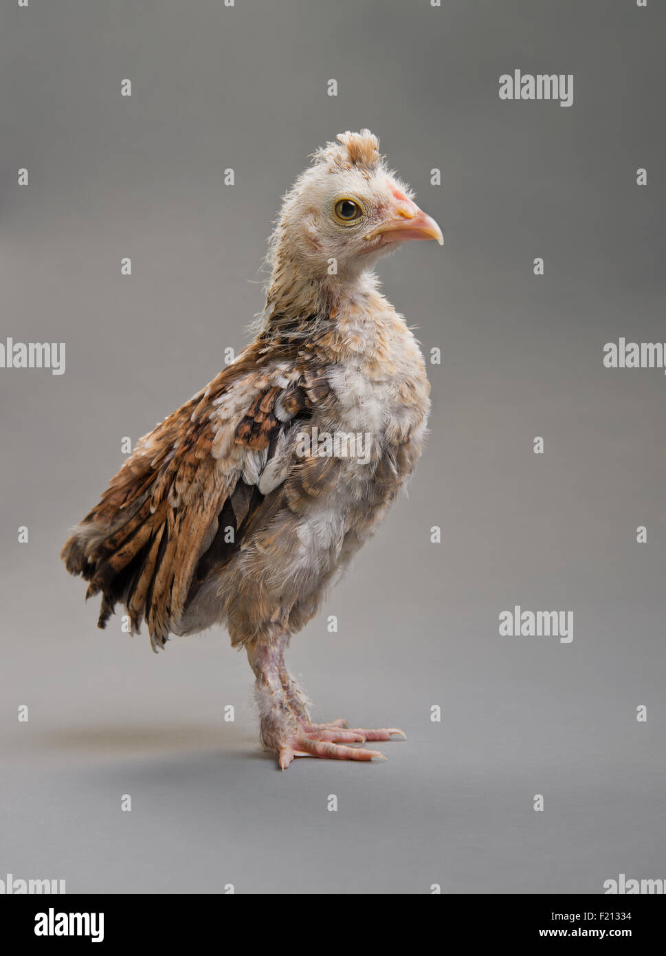 one adolescent comose chick stand on grey background Stock Photo - Alamy