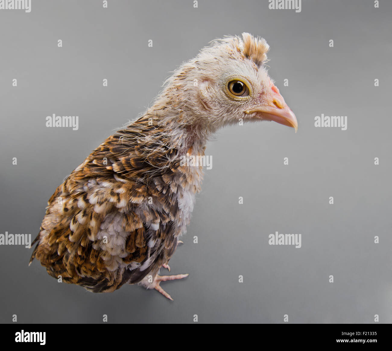 one adolescent comose chick stand on grey background Stock Photo - Alamy