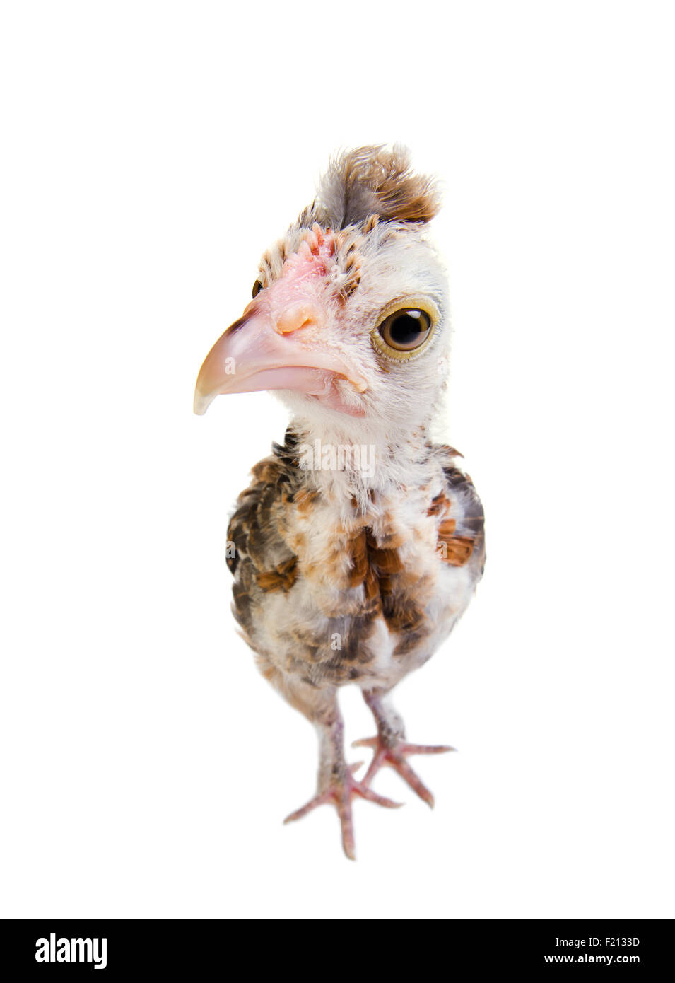 one adolescent comose chick stand on white background, close up, look ...