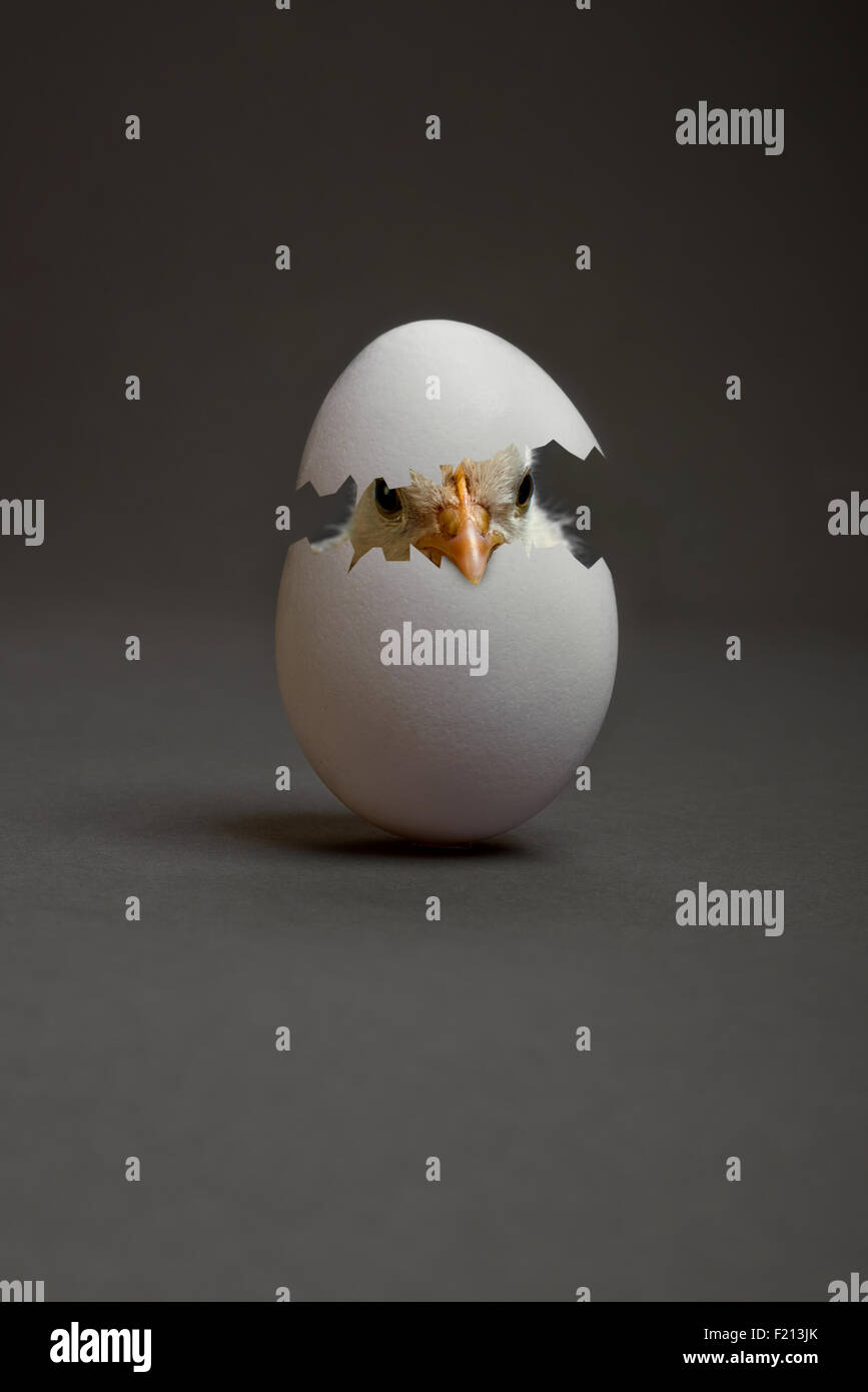 Chicken eggs hatching incubator hi-res stock photography and images - Alamy
