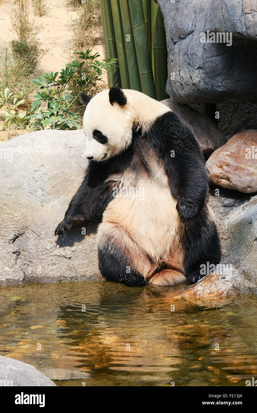 Panda near water Stock Photo - Alamy