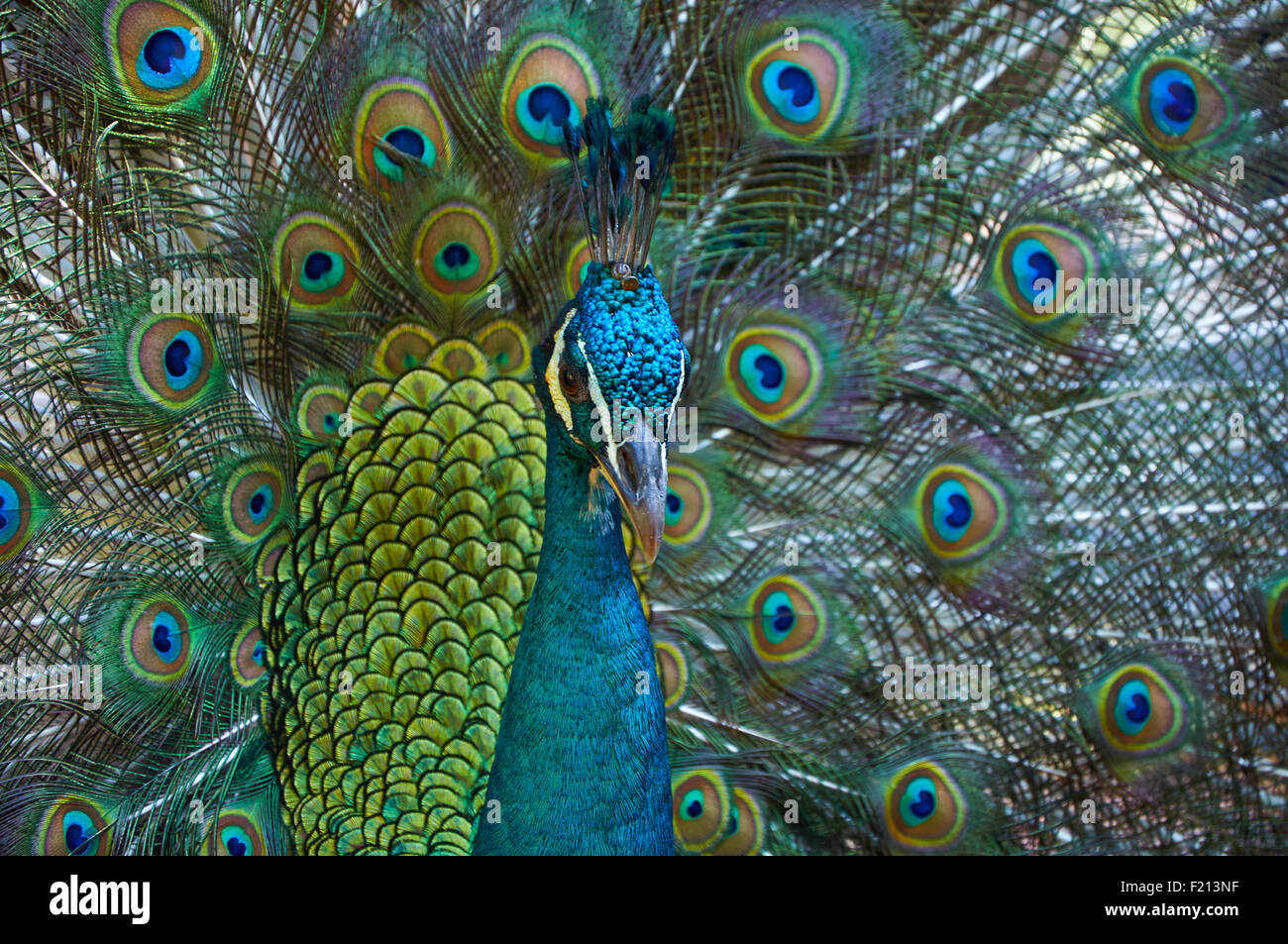 Peacock with beautiful colorful tail close up Stock Photo - Alamy