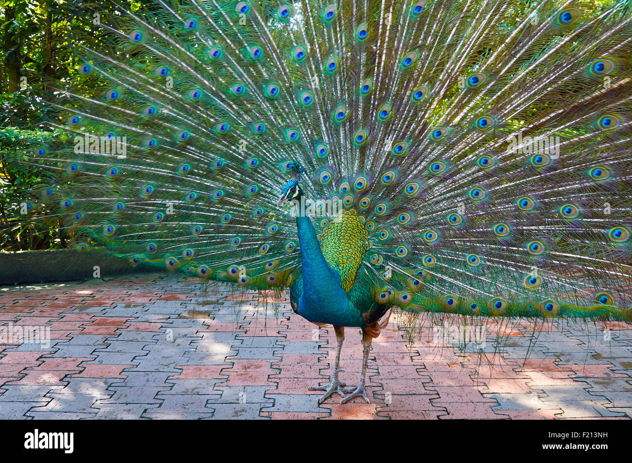 Peacock with big beautiful colorful tail opened Stock Photo - Alamy