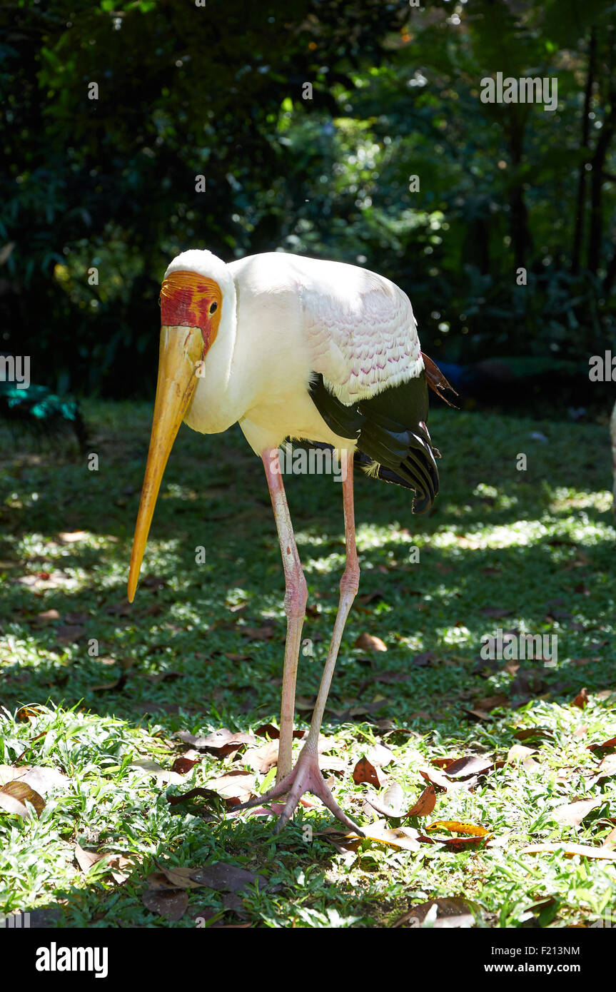 Yellow-billed stork walking on green grass Stock Photo - Alamy
