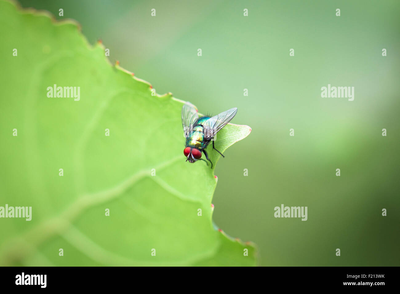 Closeup of a fly on a green leaf Stock Photo - Alamy