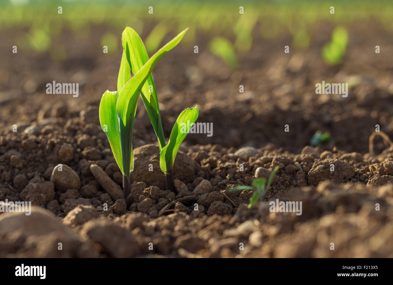 Young wheat seedlings growing in a soil Stock Photo - Alamy