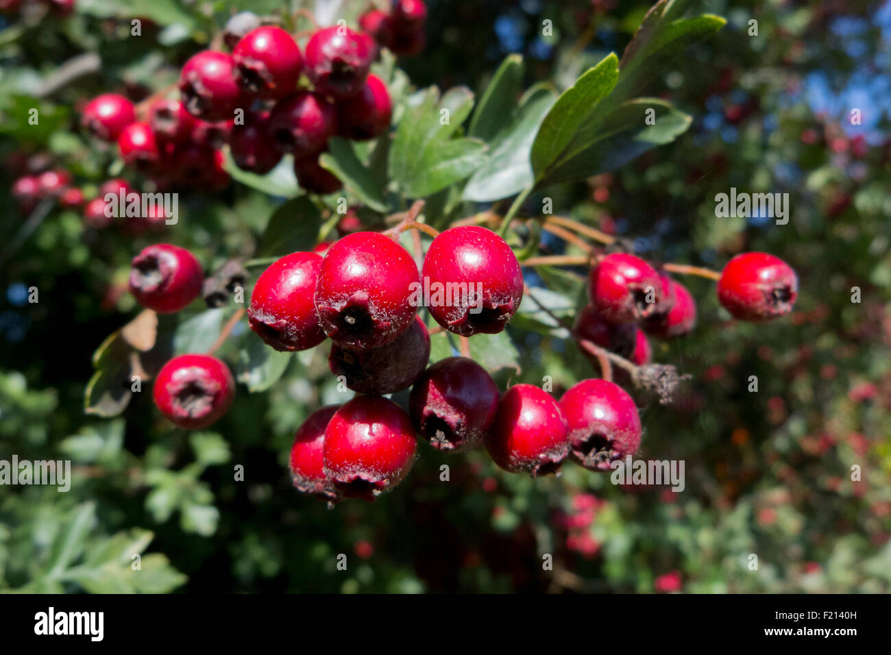 Hawthorn ( Crataegus monogyna ) Red Berries in Autumn, UK Stock Photo ...