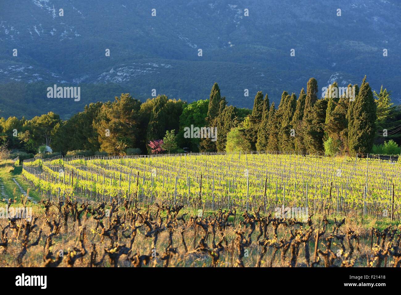 France, Vaucluse, regional park of Luberon, Cucuron, AOC vineyard Cote ...