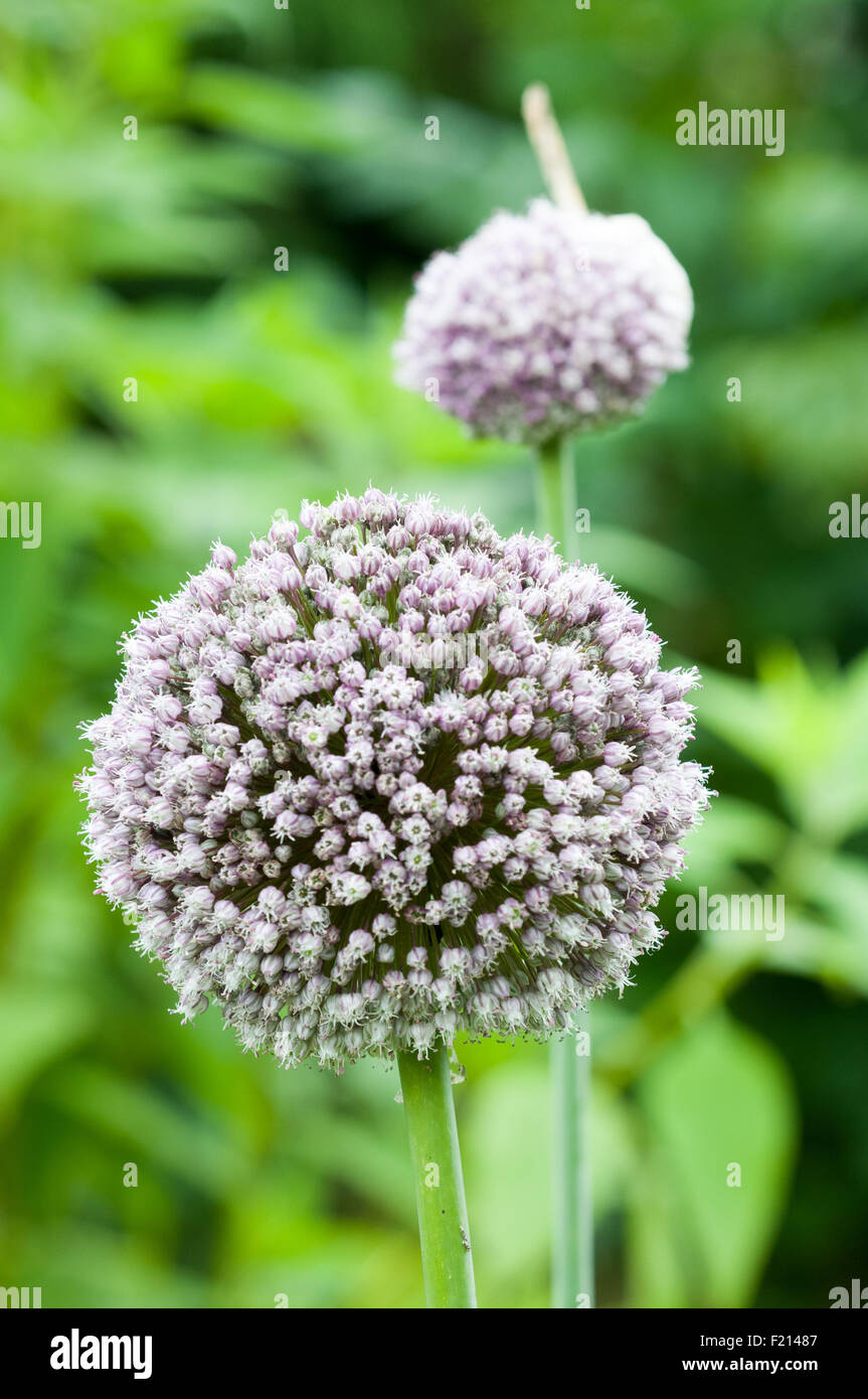 Round purple flower in foreground Stock Photo - Alamy