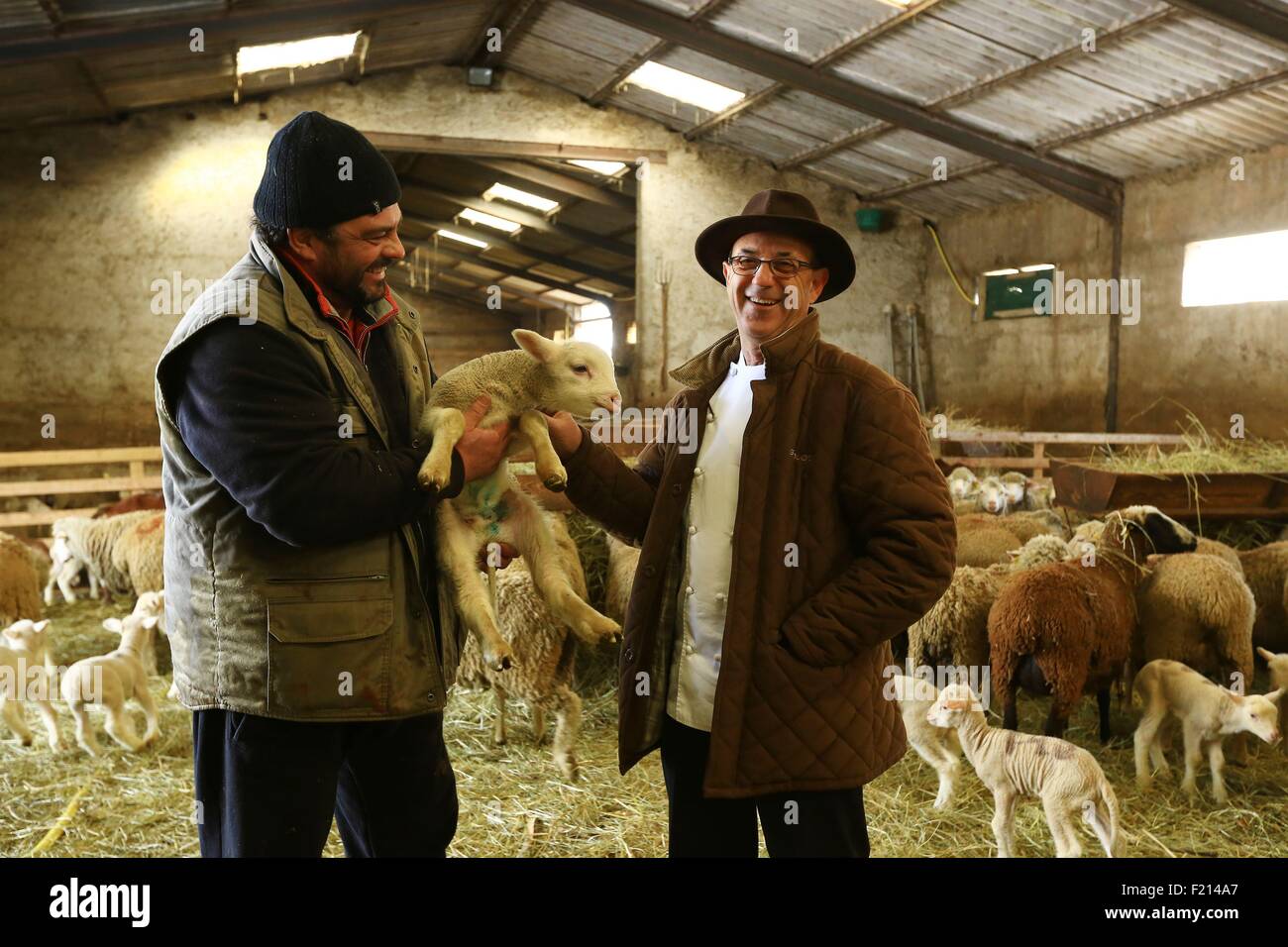 France, Vaucluse, Monieux, the farm of Viguier, merino lamb breeder ...