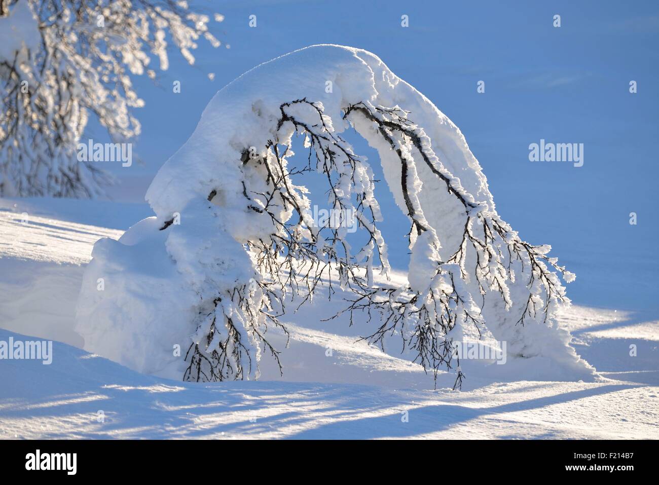 Lapland snow landscape hi-res stock photography and images - Alamy