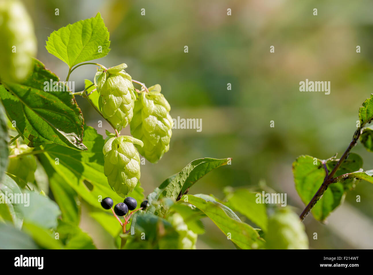 Female flowers of Humulus lupulus, also called hops, in the forest ...