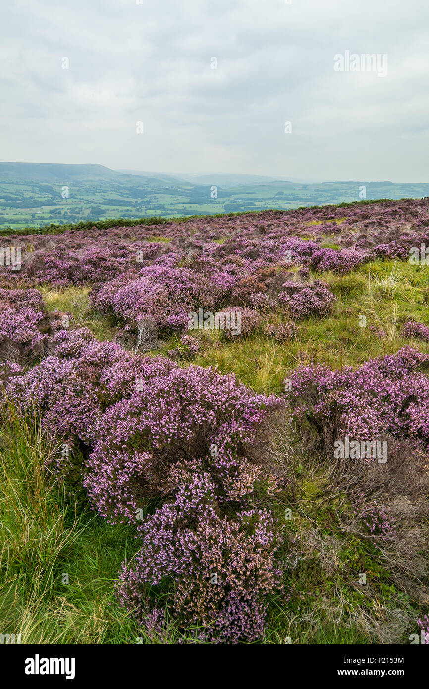 Longridge, UK. 9th September, 2015. A fine but a little cloudy on ...