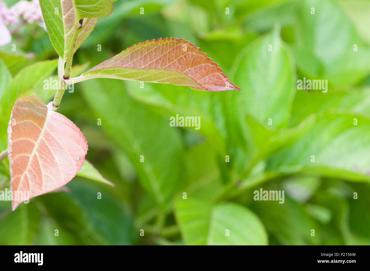 New red leaf hi-res stock photography and images - Alamy