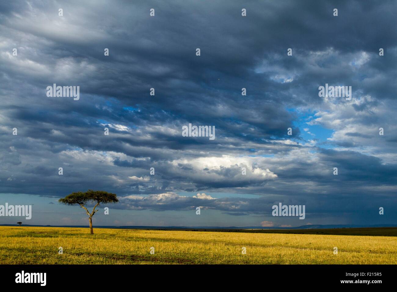 Plains game hi-res stock photography and images - Alamy