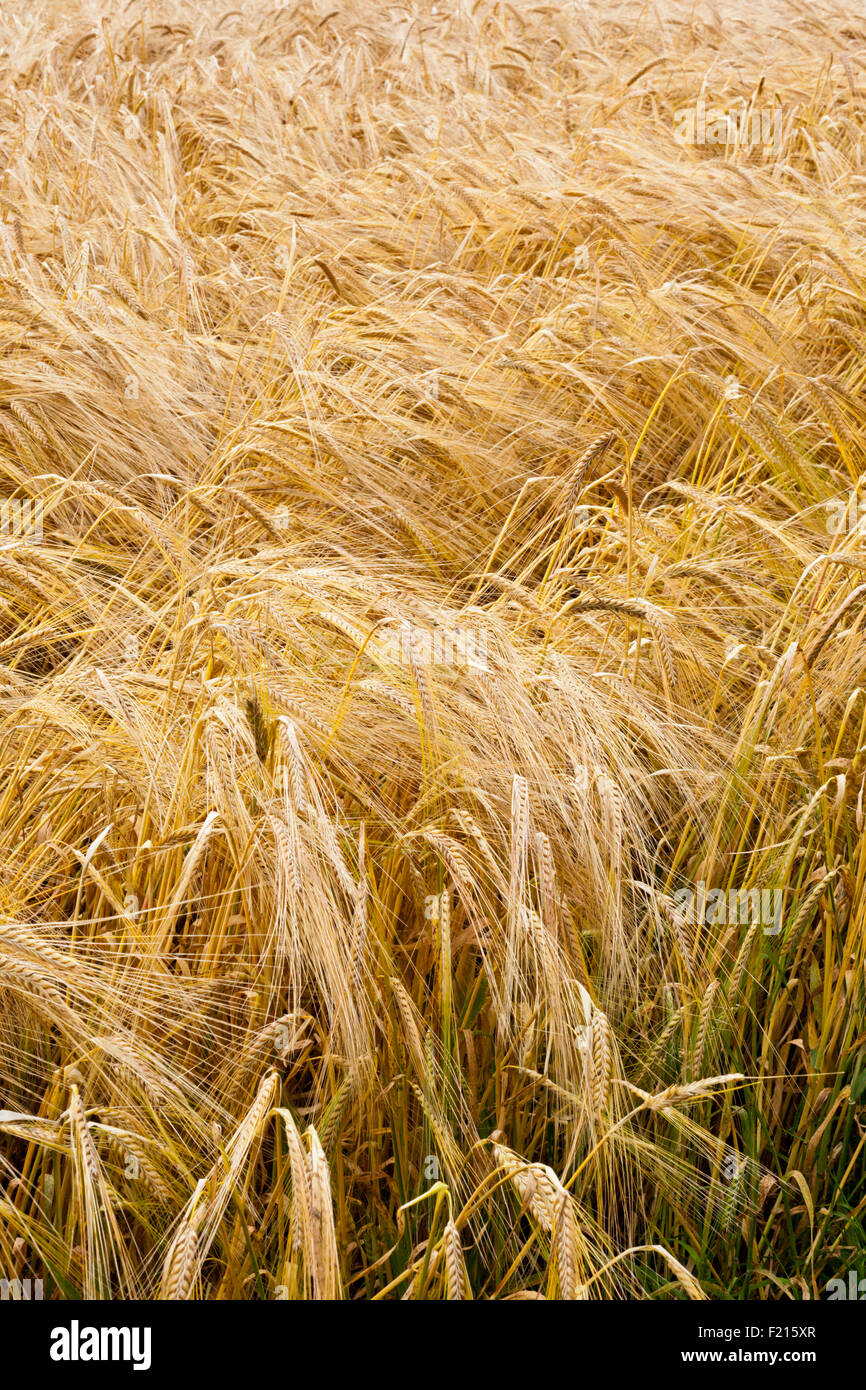 Wheat field in North Norfolk, England UK Stock Photo - Alamy