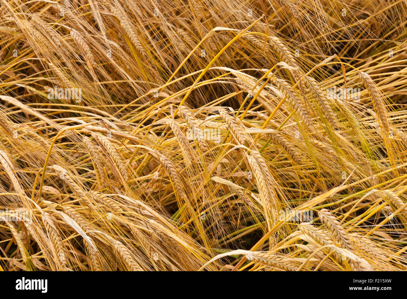Wheat field in North Norfolk, England UK Stock Photo - Alamy
