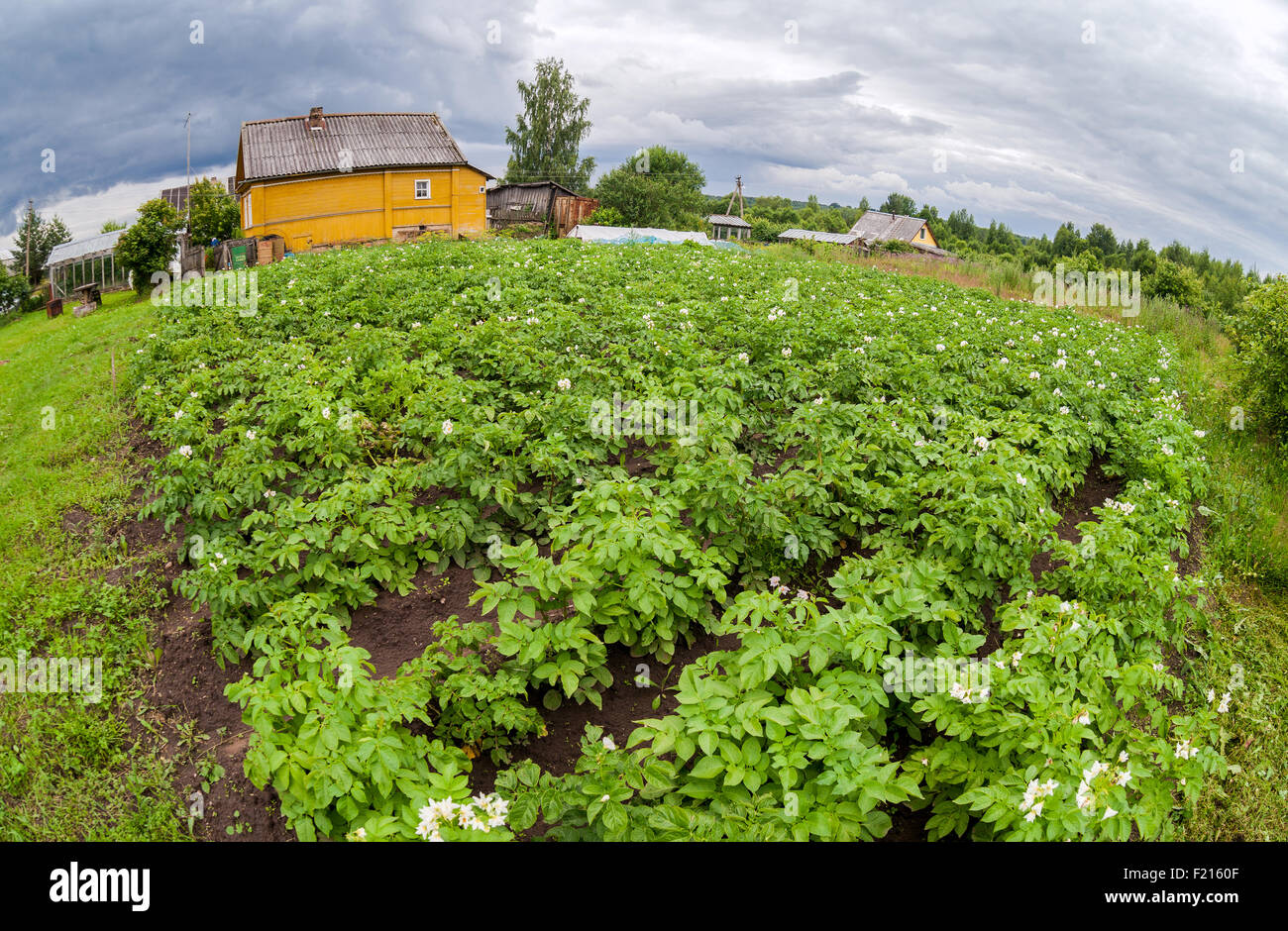 Potatoes plantation in russian village in summertime Stock Photo - Alamy