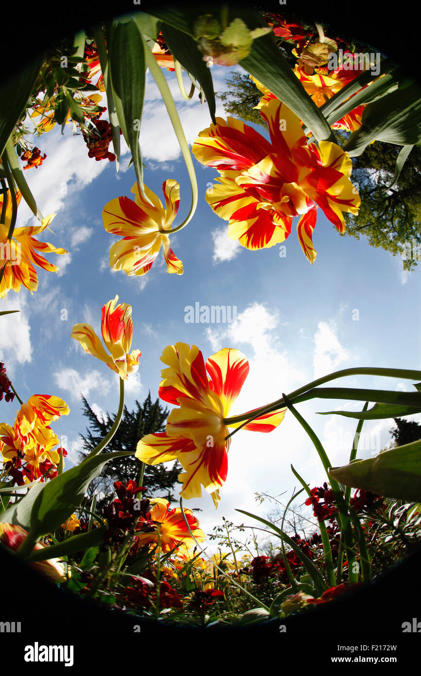 Plants, Flowers, Tulips growing shot from ground level with fish eye ...