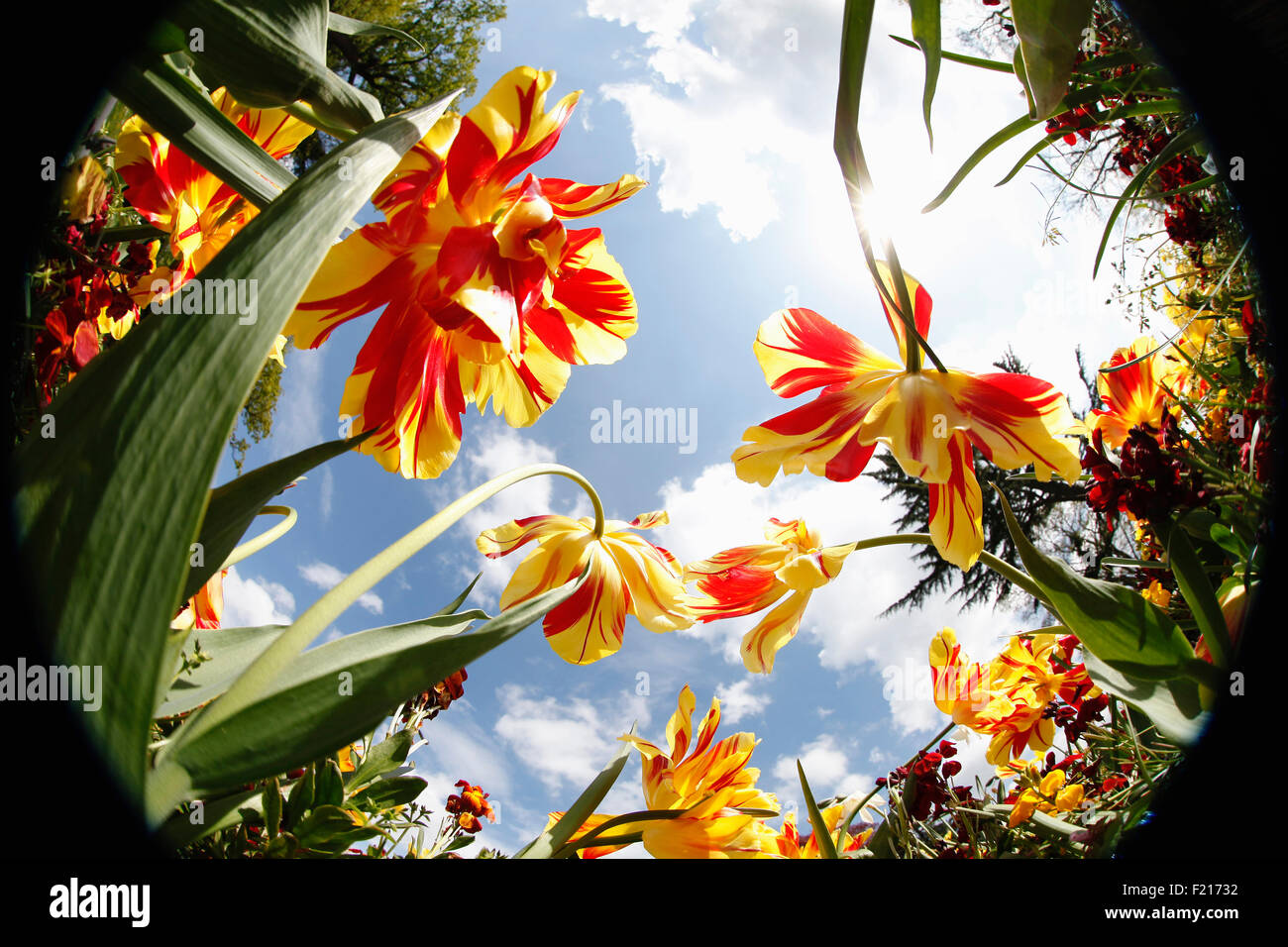 Tuilp hi-res stock photography and images - Alamy