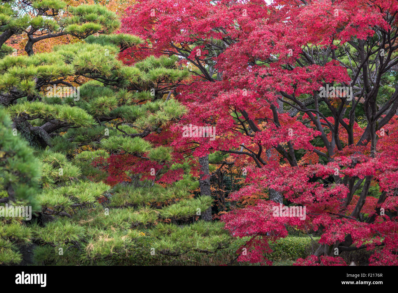 Momiji leaves hi-res stock photography and images - Alamy