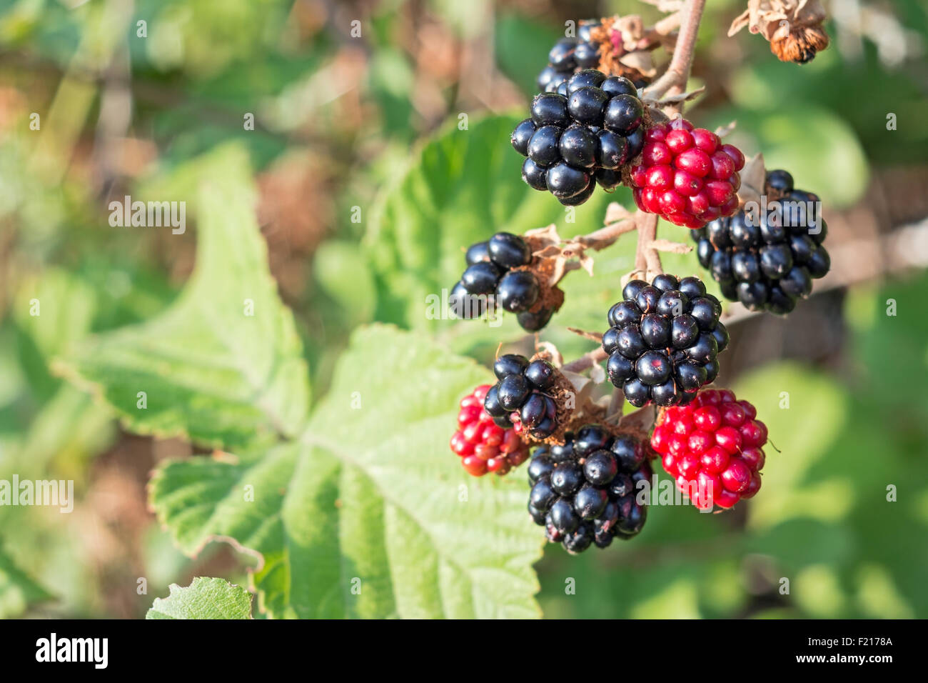 Macro blackberries in forest hi-res stock photography and images - Alamy