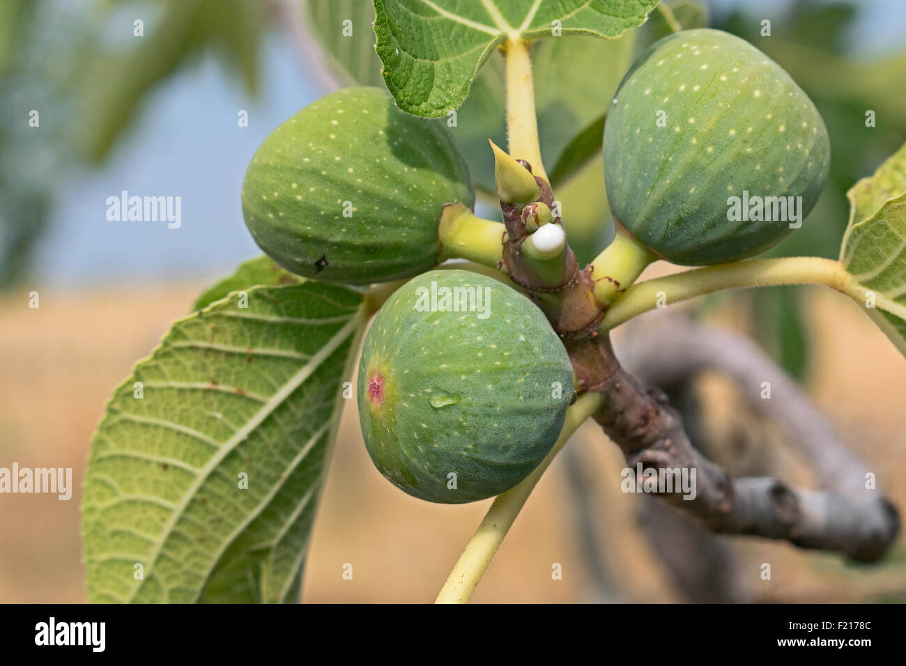 Fig tree fruit hi-res stock photography and images - Alamy