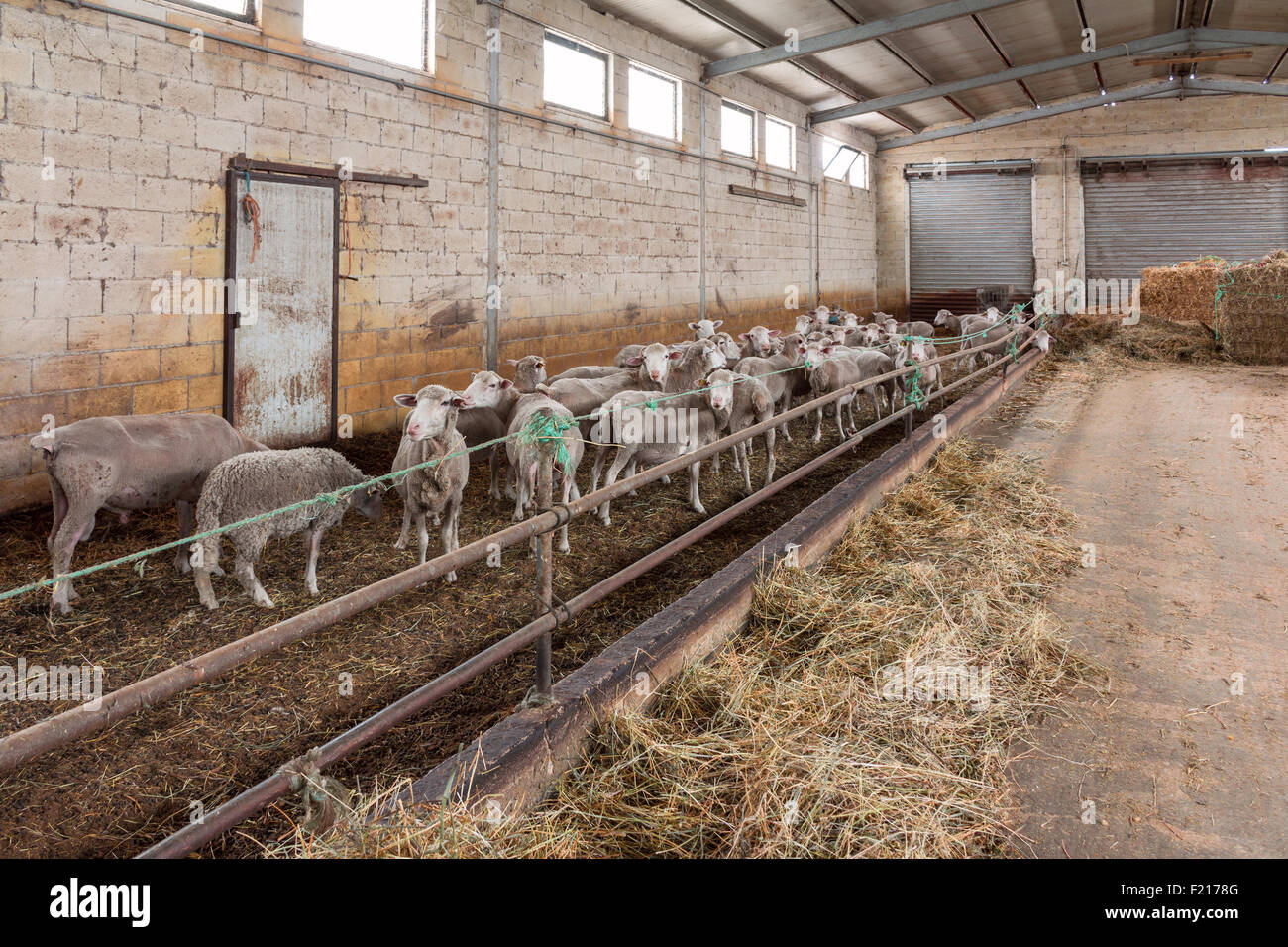 sheep in the barn of farm Stock Photo - Alamy